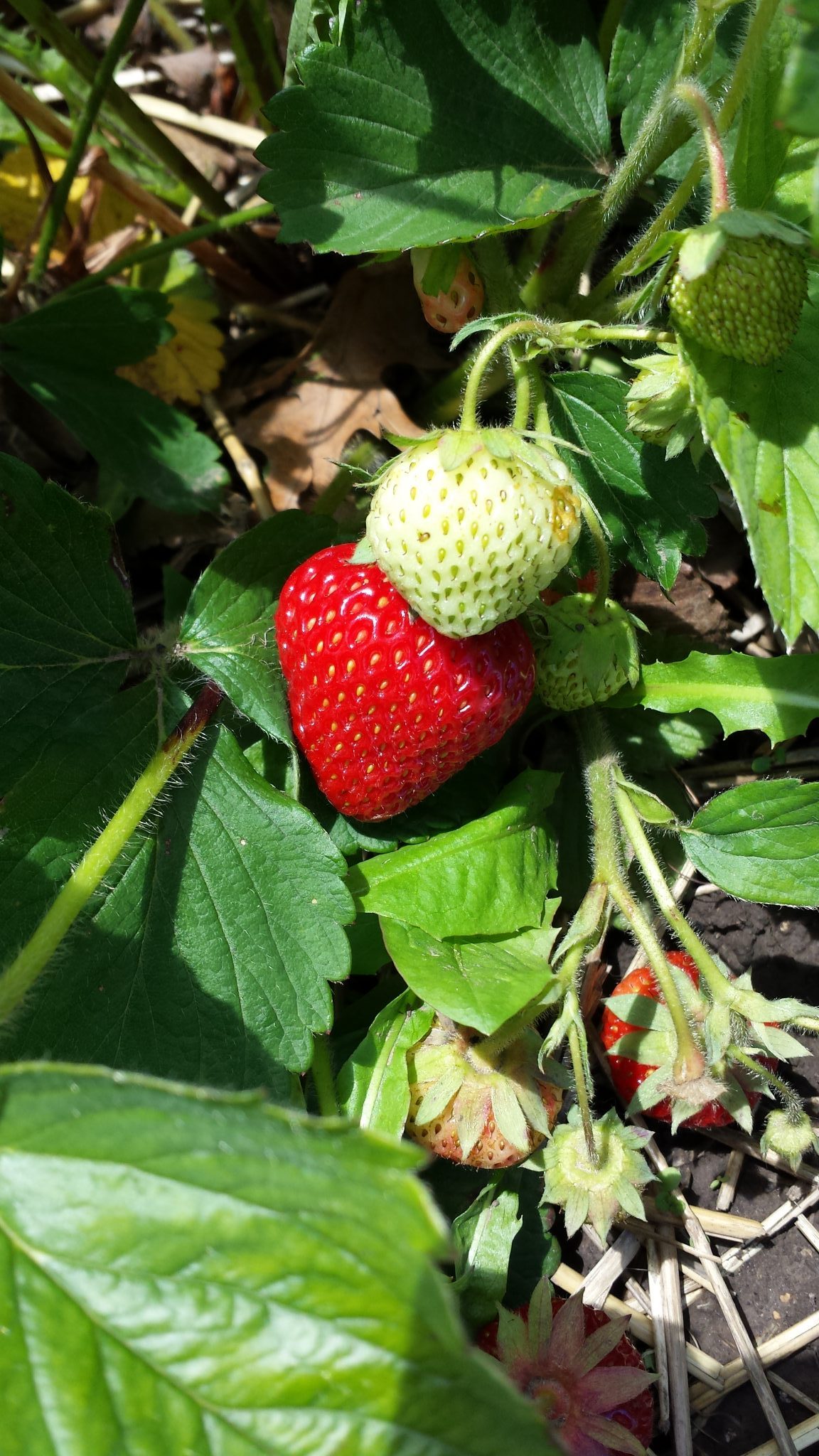 Strawberry Smoothies - Blessed Beyond Crazy