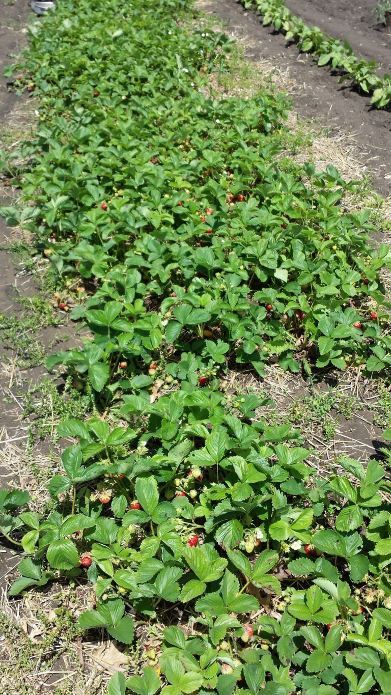Strawberry Smoothies - Blessed Beyond Crazy