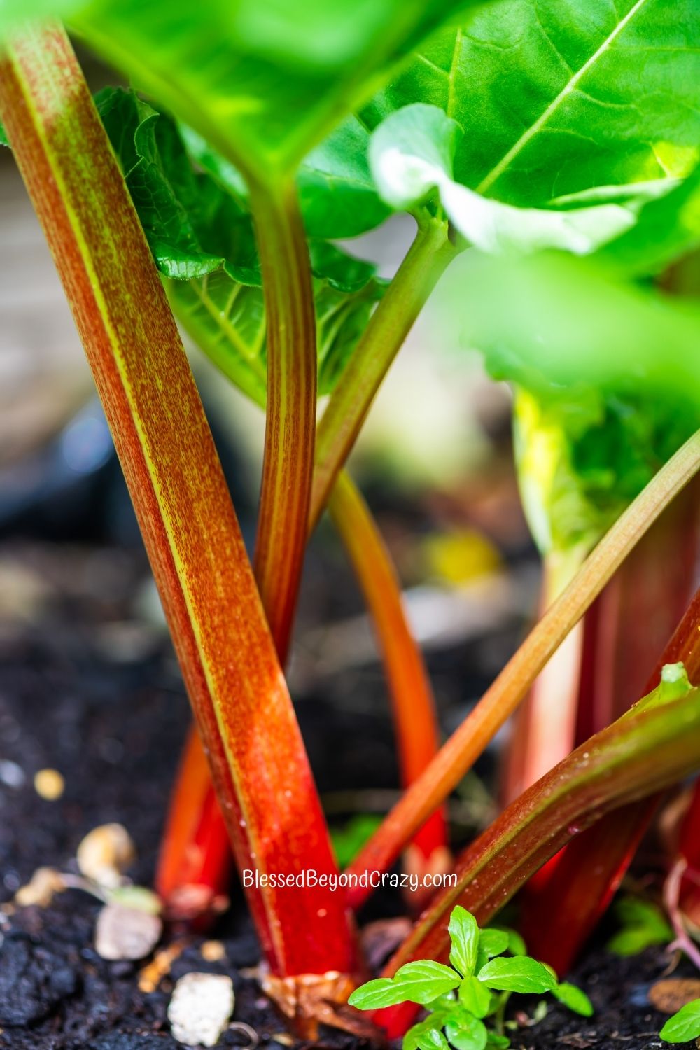 The Best Fresh Rhubarb and Almond Coffee Cake (GF Option) - Blessed ...